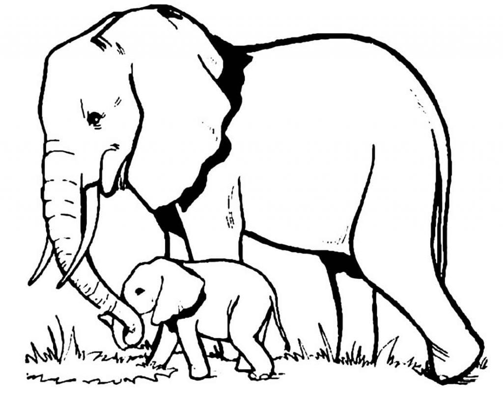 50+ Desenhos para colorir de Elefante - Como fazer em casa