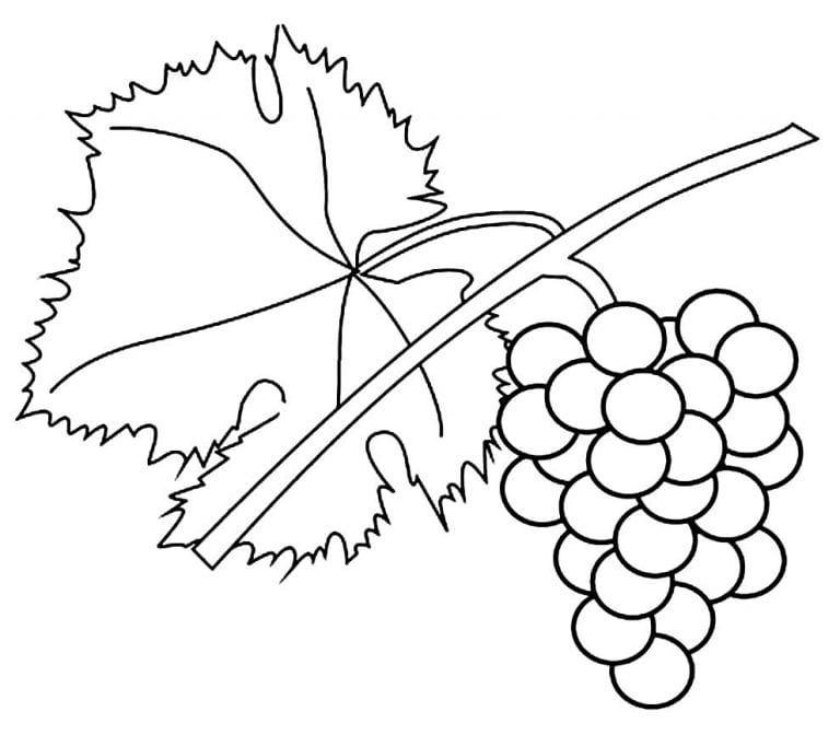 30+ Desenhos para colorir de Uva - Como fazer em casa