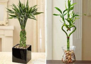 Bambu da sorte: como cuidar - Como fazer em casa