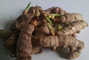 Como plantar cúrcuma passo a passo - Como fazer em casa