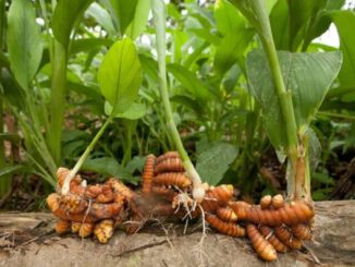 Como plantar cúrcuma passo a passo - Como fazer em casa